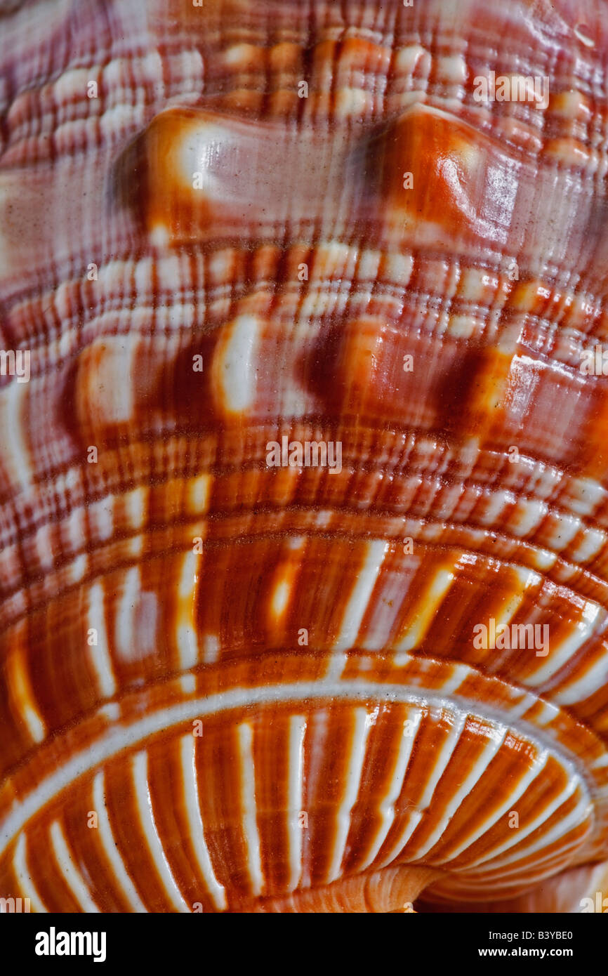Spiral pattern in seashell, Fort Meyers, Florida Stock Photo - Alamy