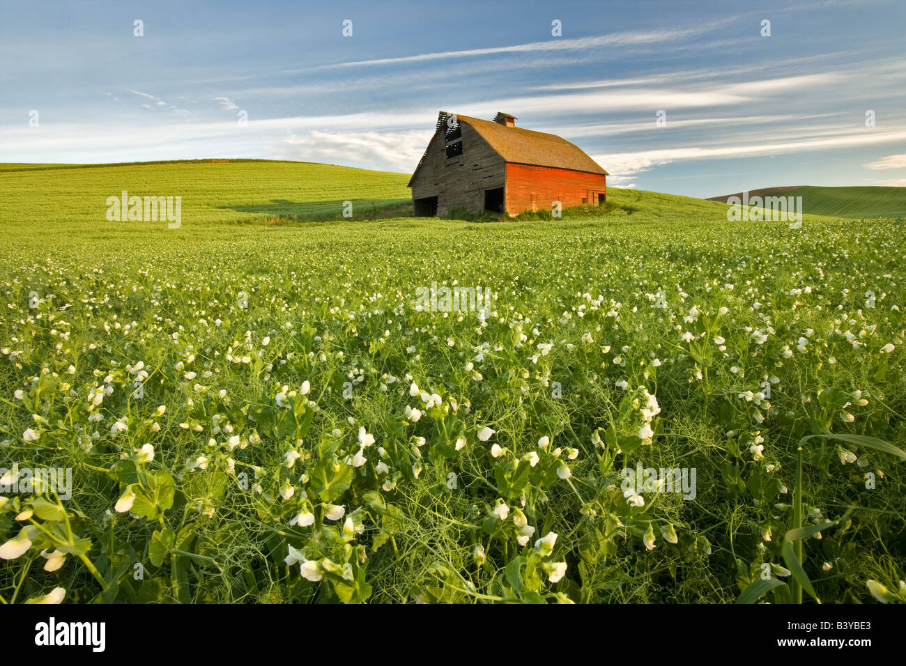 Blooming peas in field hi-res stock photography and images - Alamy