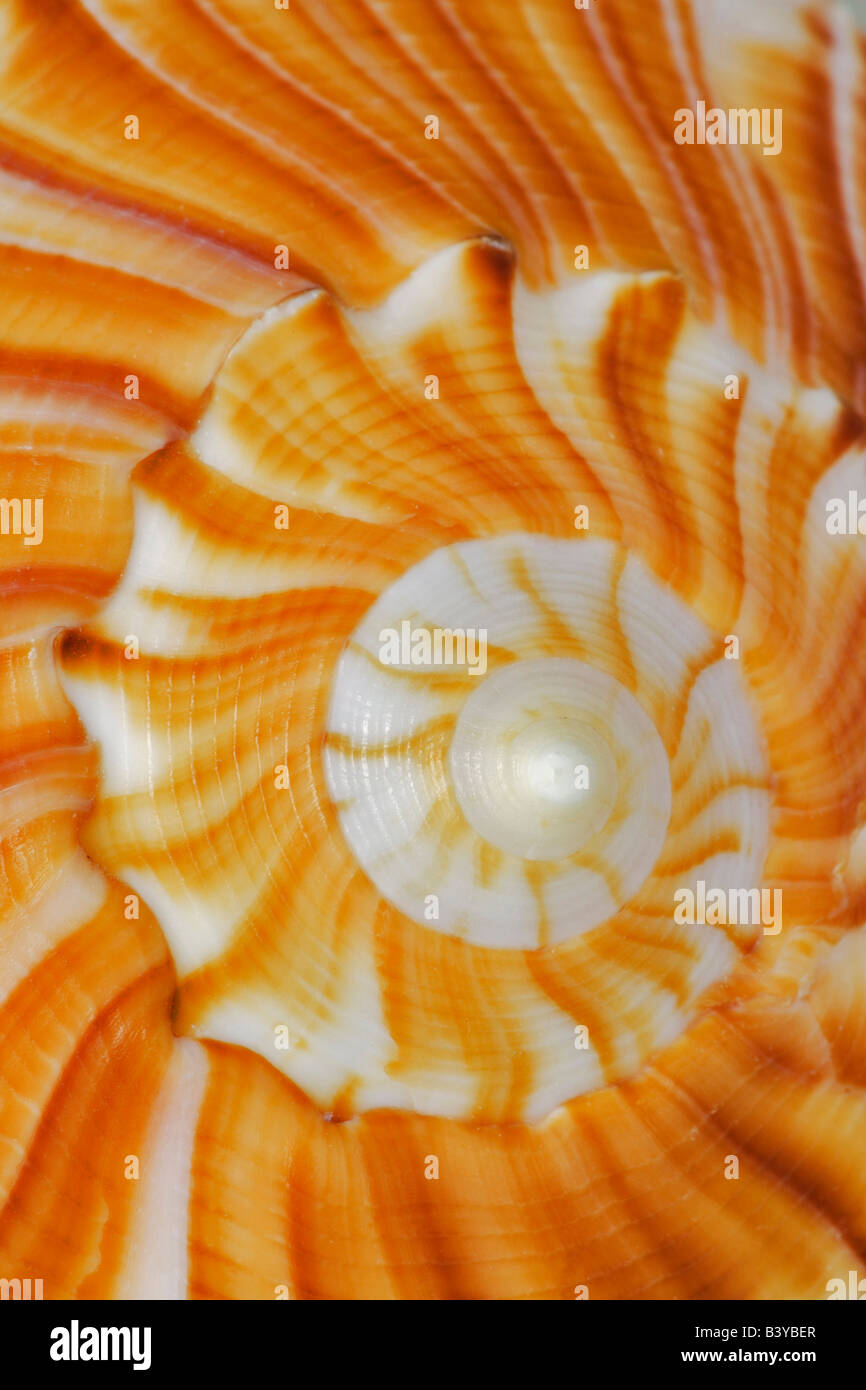 Spiral pattern in seashell, Florida Stock Photo - Alamy