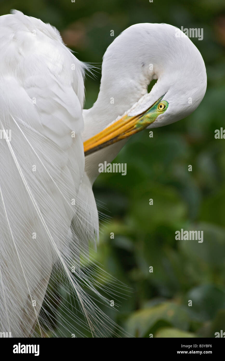 Great Egret in breeding plumage preening feathers, Casmerodius albus ...