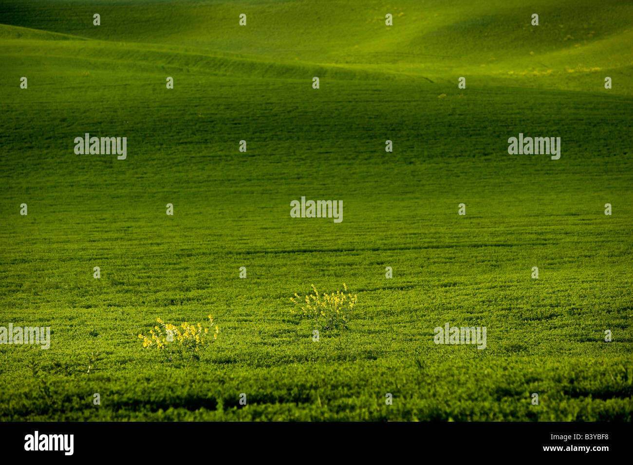 Mustard plants groing in grain field The Palouse Washington Stock Photo ...