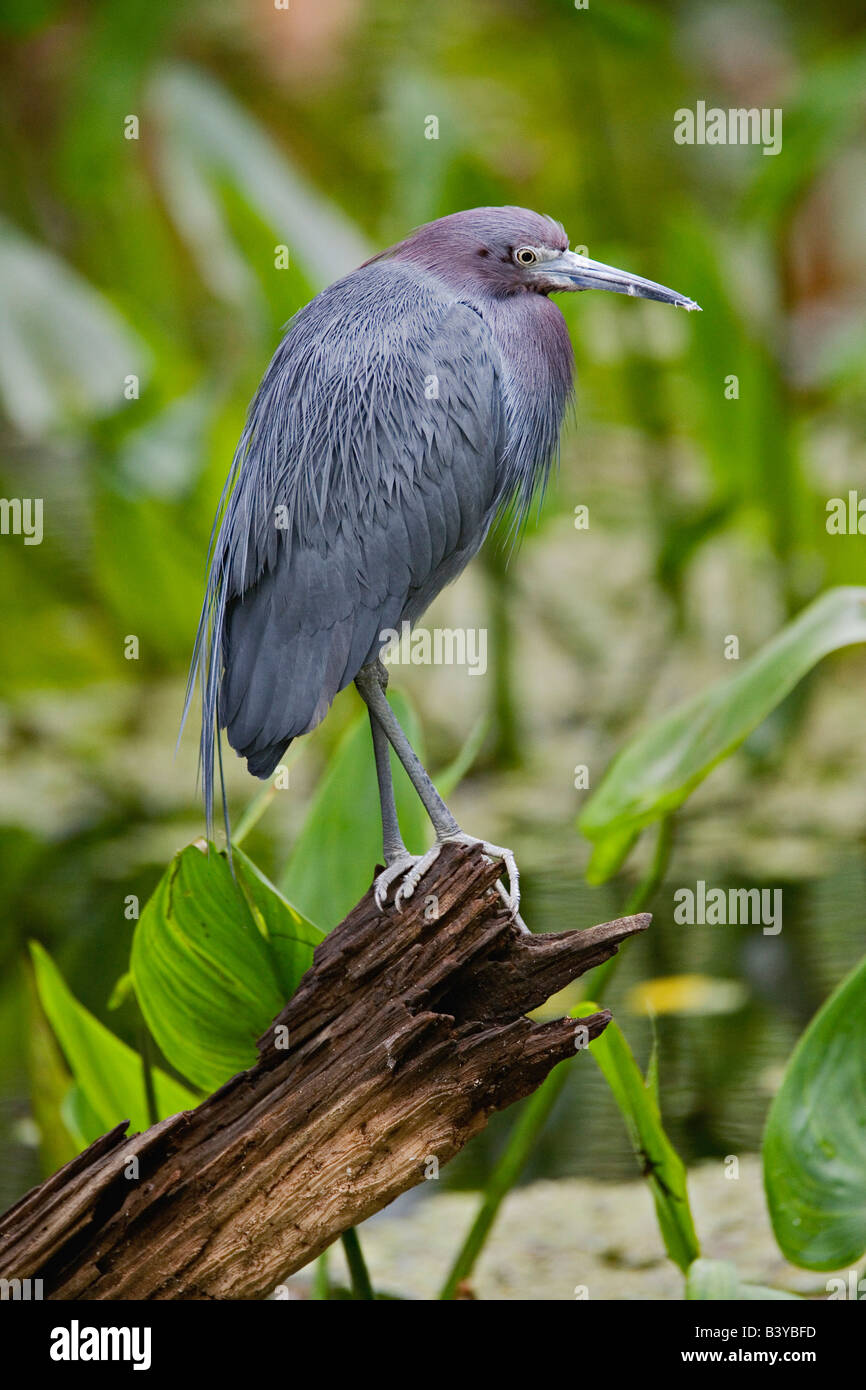 Little Blue Heron, Egretta caerulea, Corkscrew Swamp Sanctuary, near ...