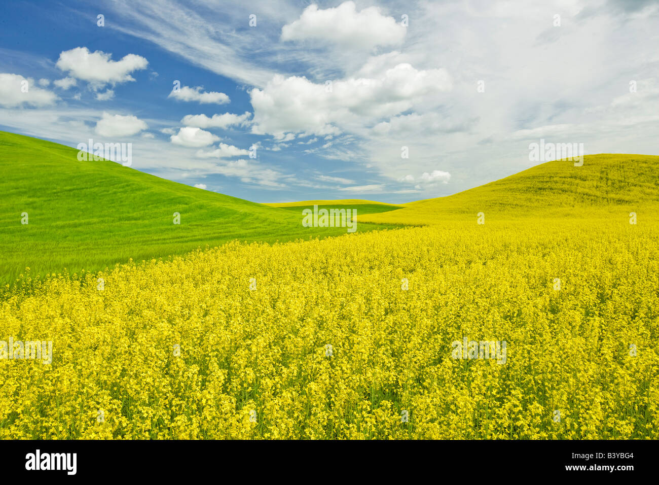 Yellow Canola and wheat field in spring The Palouse Washington Stock ...