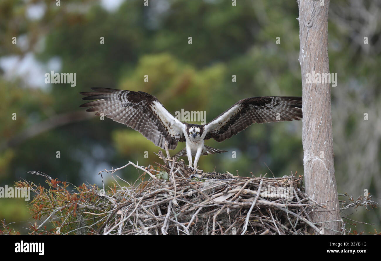USA, Florida, Blue Cypress Lake. Osprey landing on nest Stock Photo - Alamy