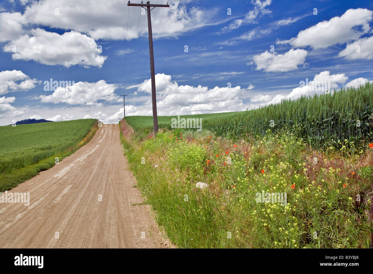 Dirt road through farmland The Palouse Washington Stock Photo - Alamy