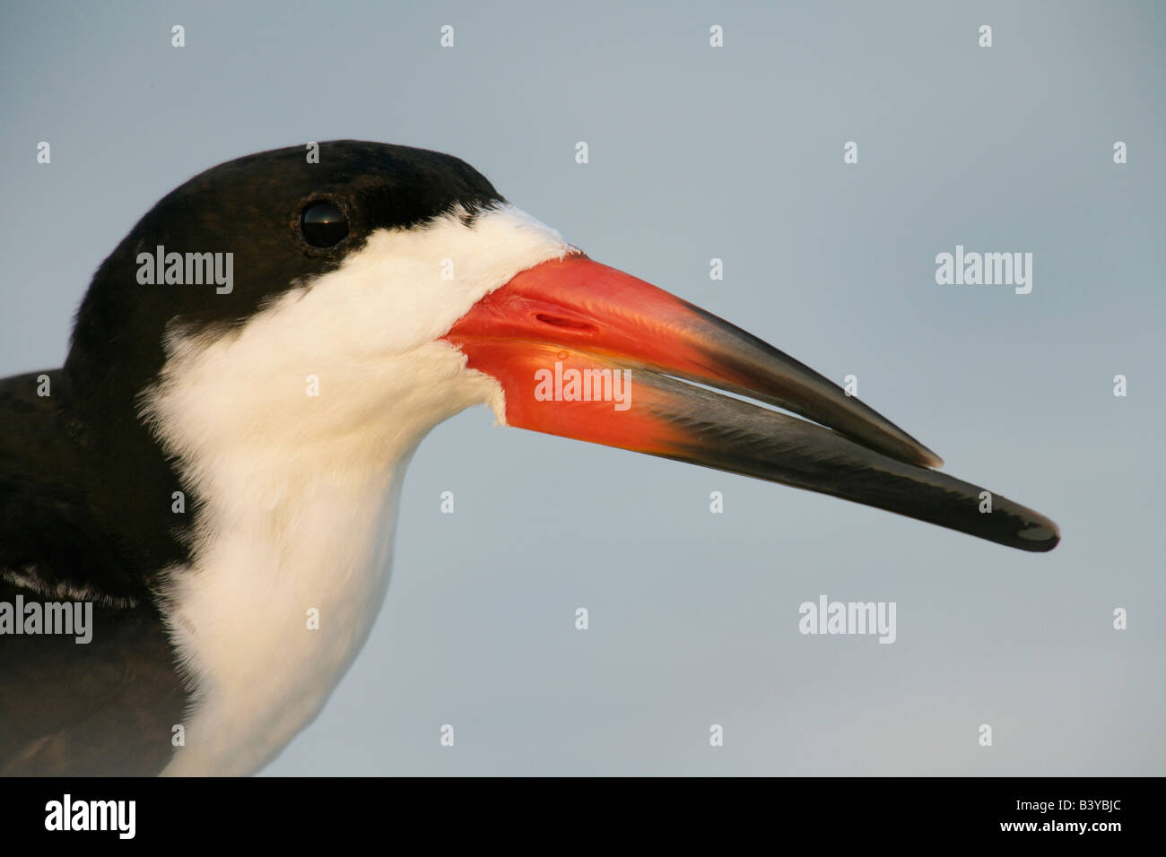 USA, Florida, Fort DeSoto Park, Mullet Key. Close-up of black skimmer ...