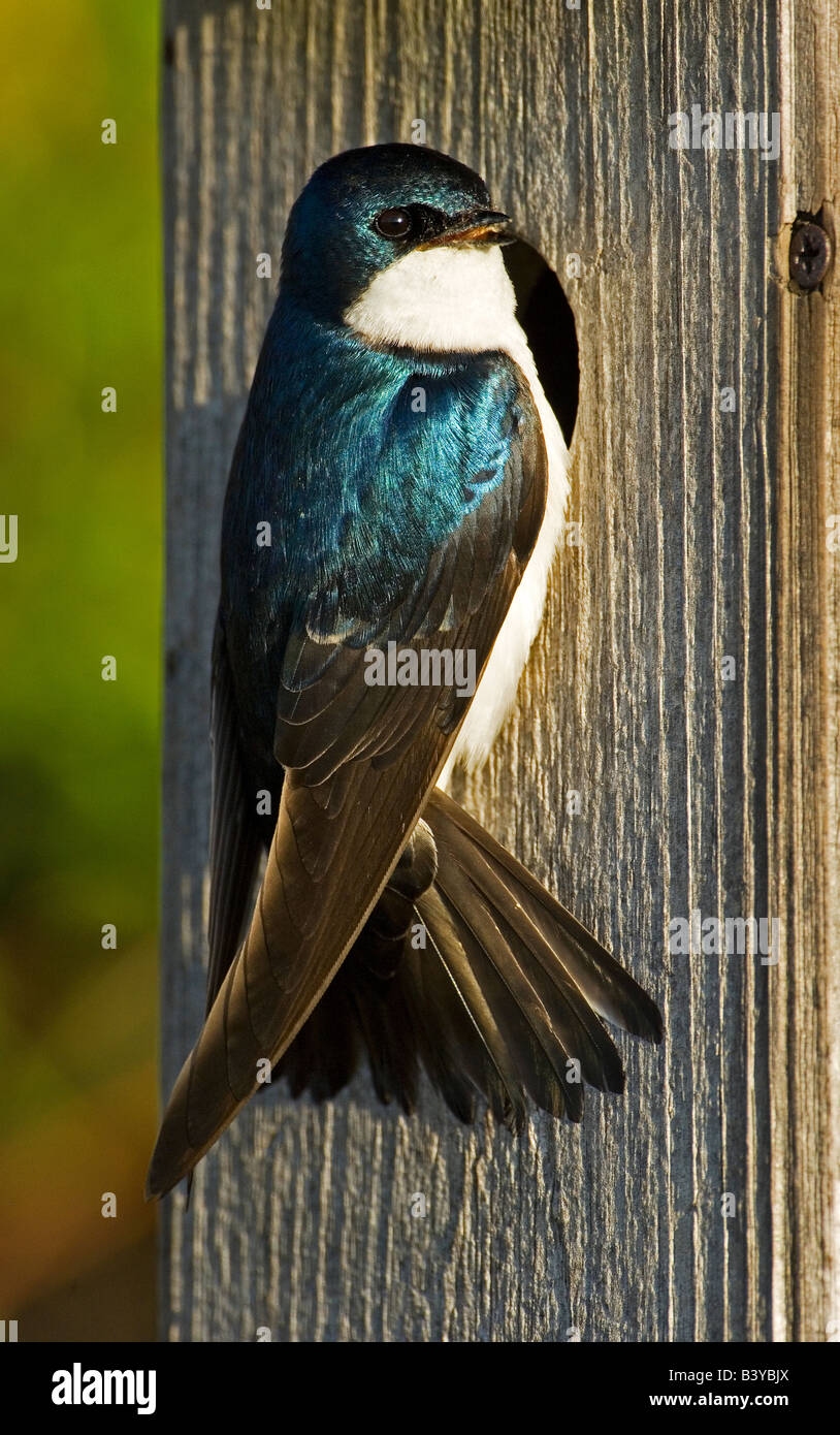 A tree swallow at its nest box Stock Photo - Alamy