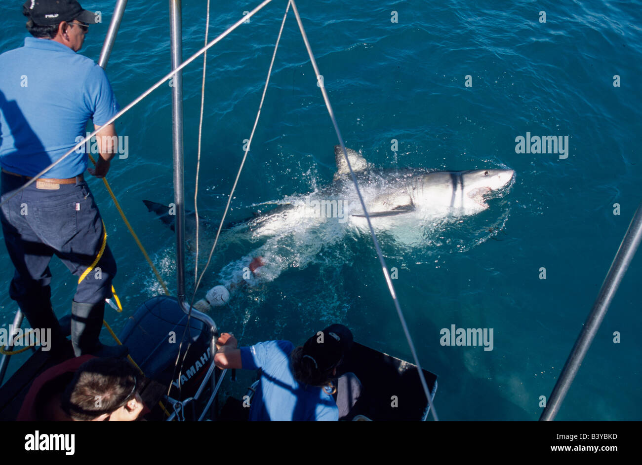 South Africa, Western Cape, Hermanus. A Great white shark approaches ...