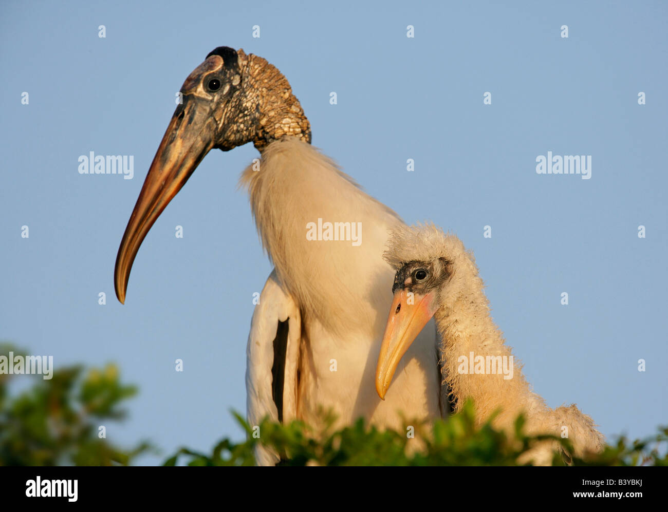 Wood stork chick hi-res stock photography and images - Alamy