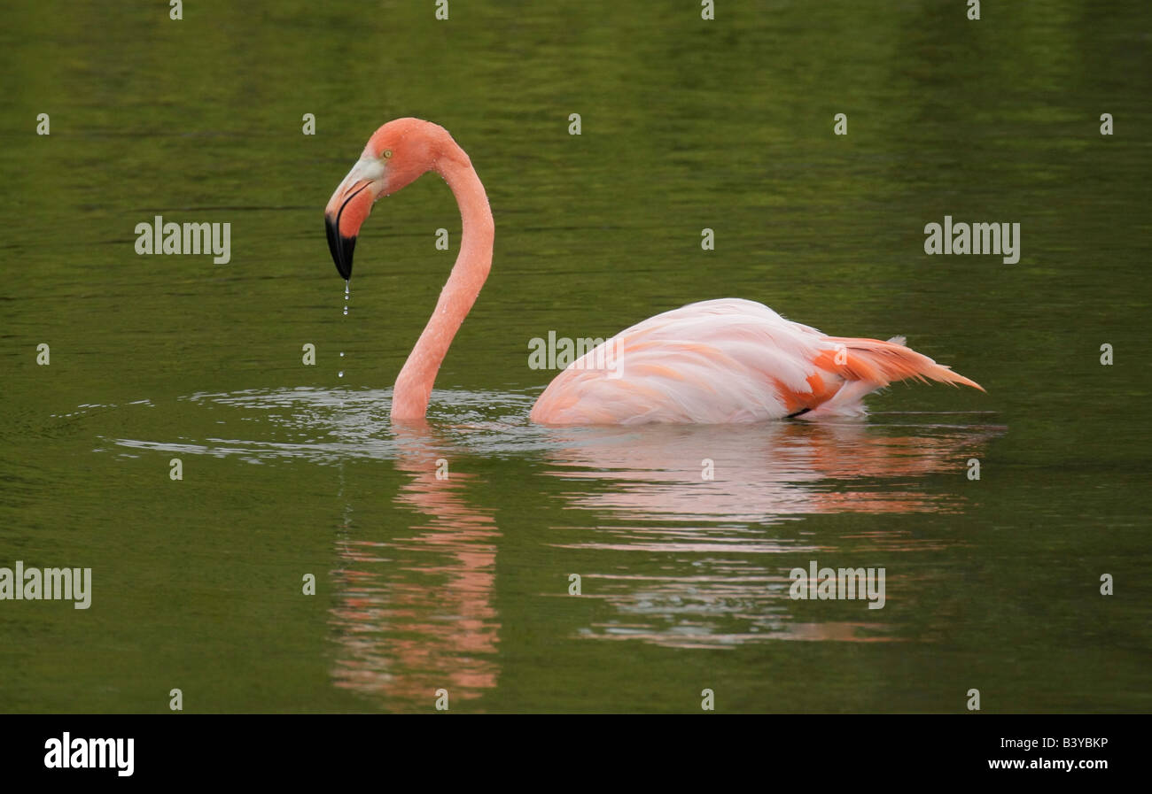 Dripping point hi-res stock photography and images - Alamy