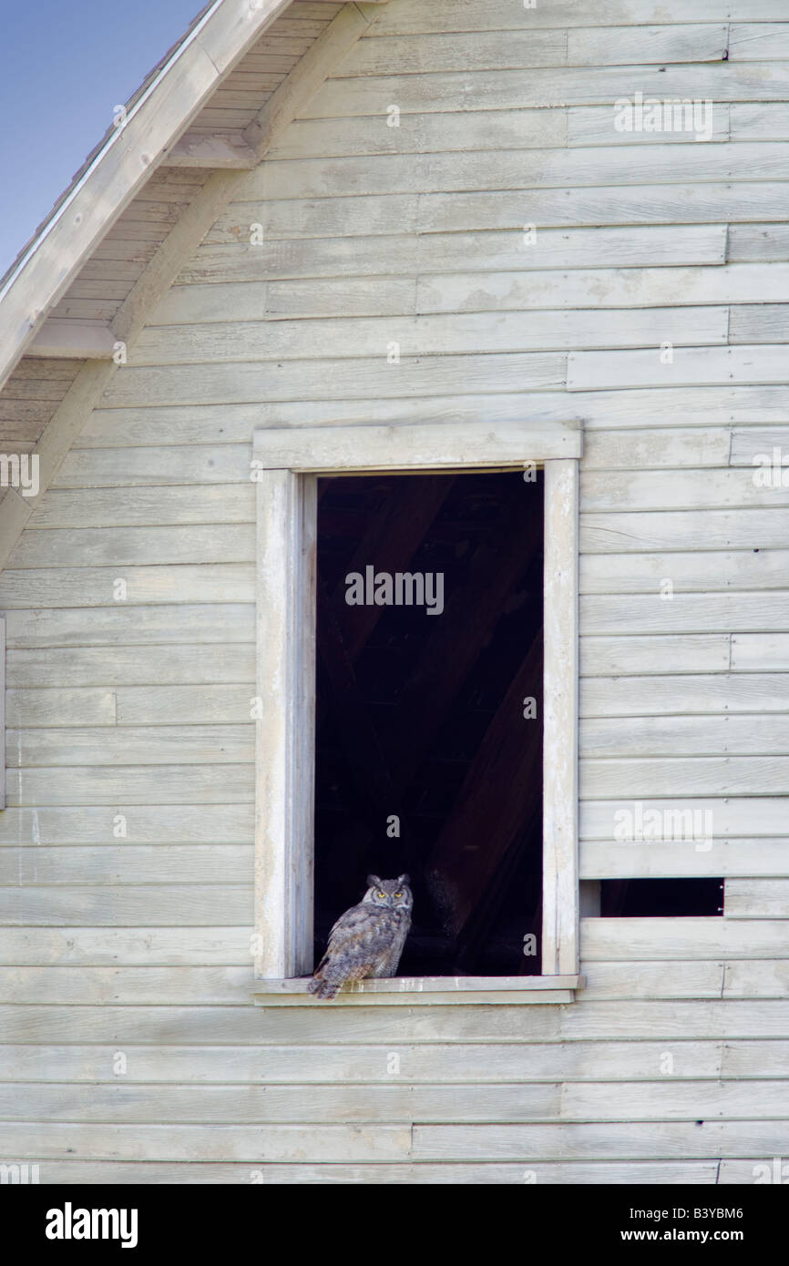 Great horned owl in window of barn. The Palouse, Washington Stock Photo ...