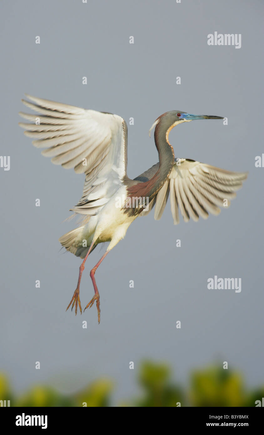 USA, Florida, Tampa Bay. Tricolored heron taking flight Stock Photo - Alamy