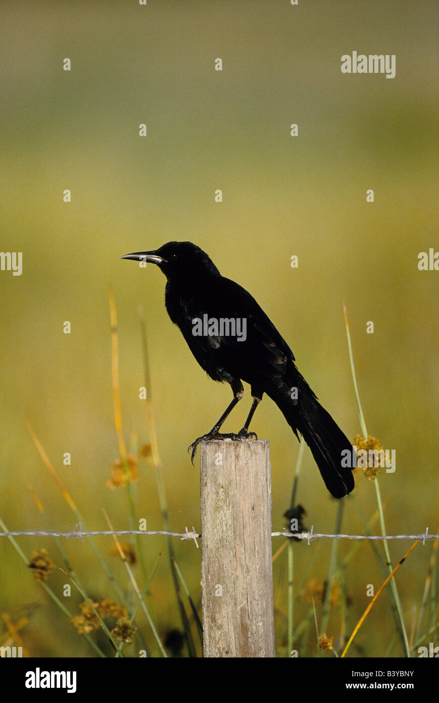 Crow stands hi-res stock photography and images - Alamy