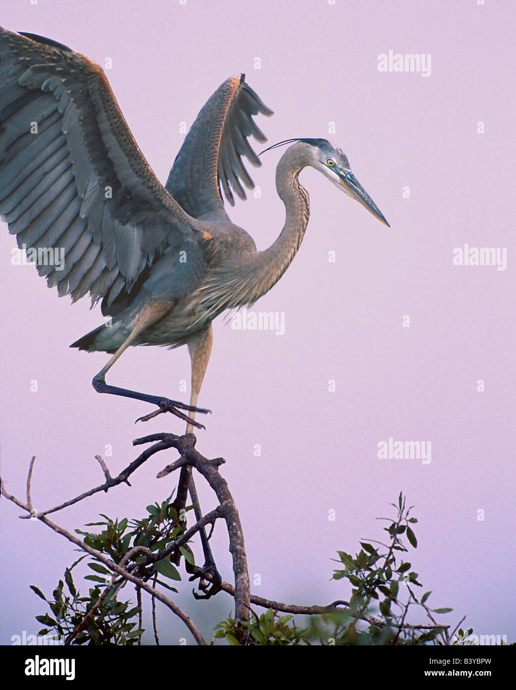 USA, Florida, Venice, Venice Rookery. Great blue heron landing on tree ...