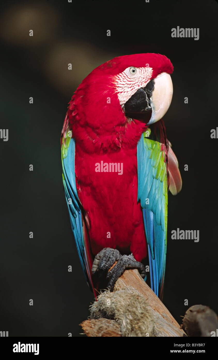 North America, Florida. A captive Scarlet Macaw. It is a native of the ...