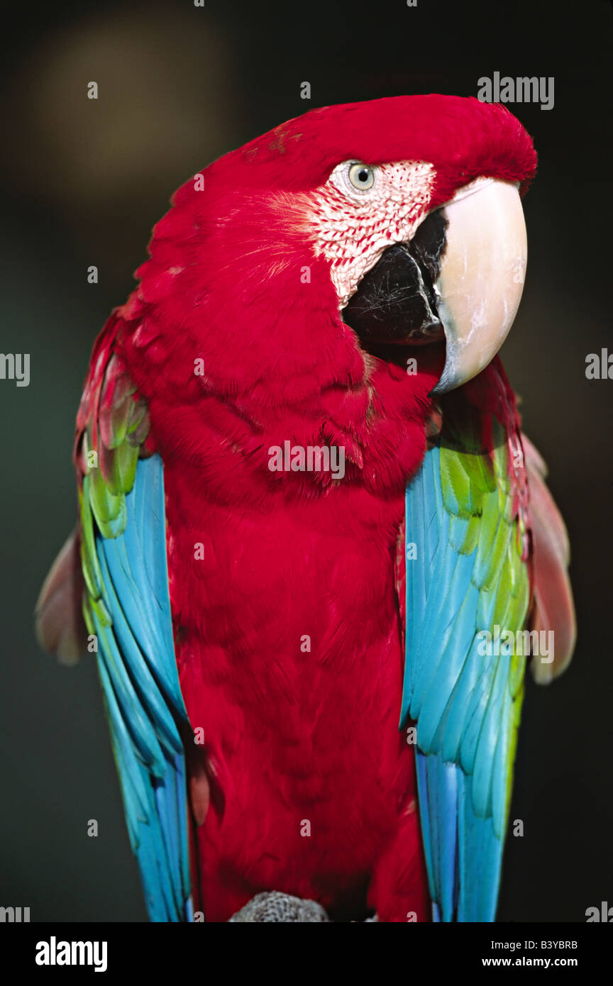 North America, Florida. A captive Scarlet Macaw. It is a native of the ...