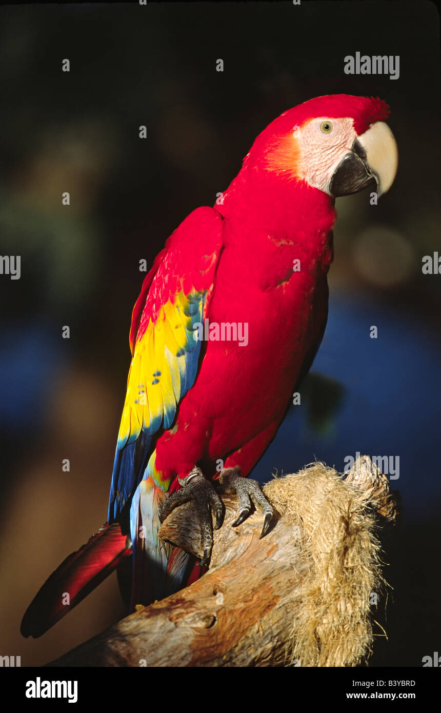 North America, Florida. A captive Scarlet Macaw. It is a native of the ...