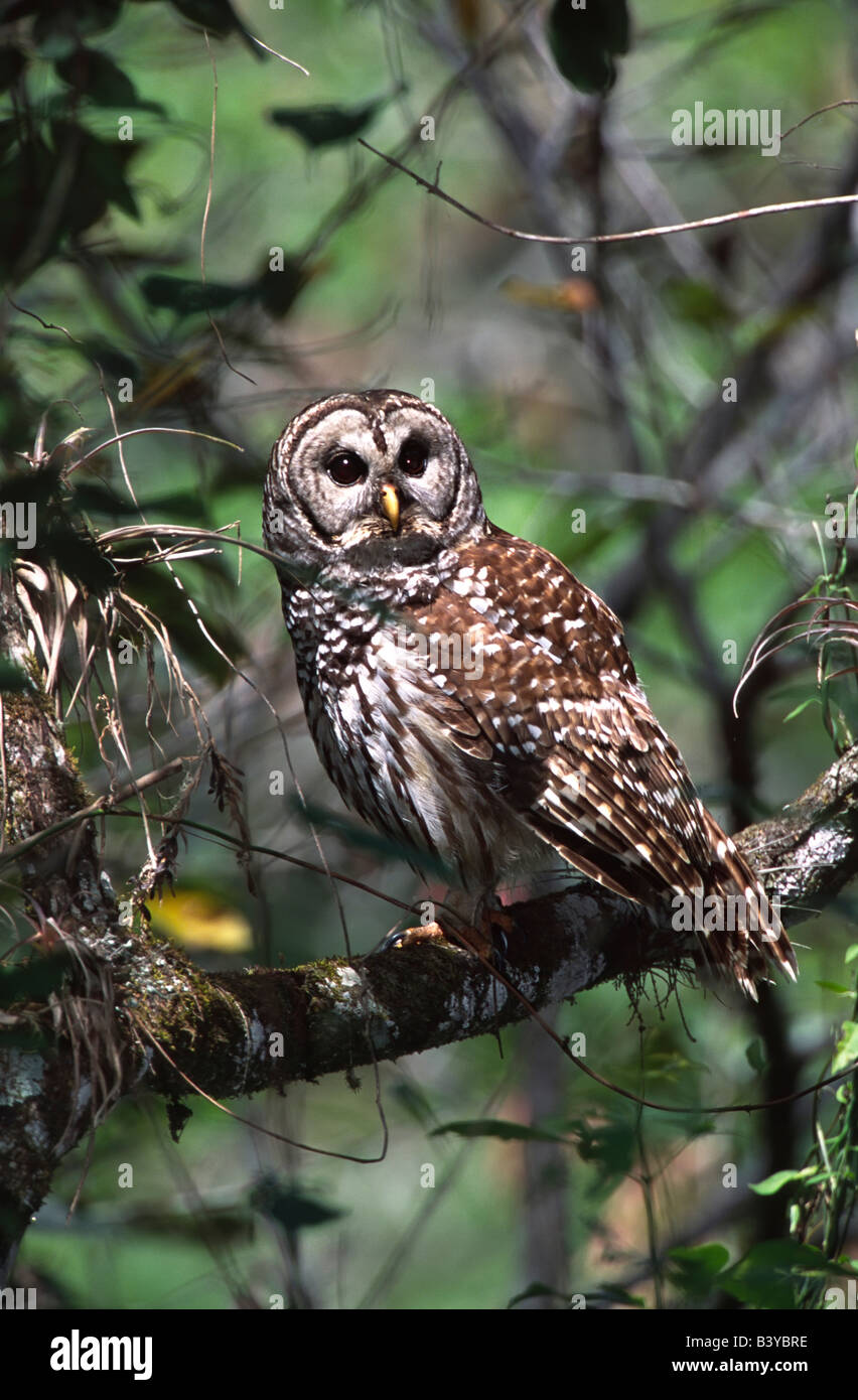 North America, USA, Florida, Cork Screw Swamp Sanctuary. Barred Owl ...