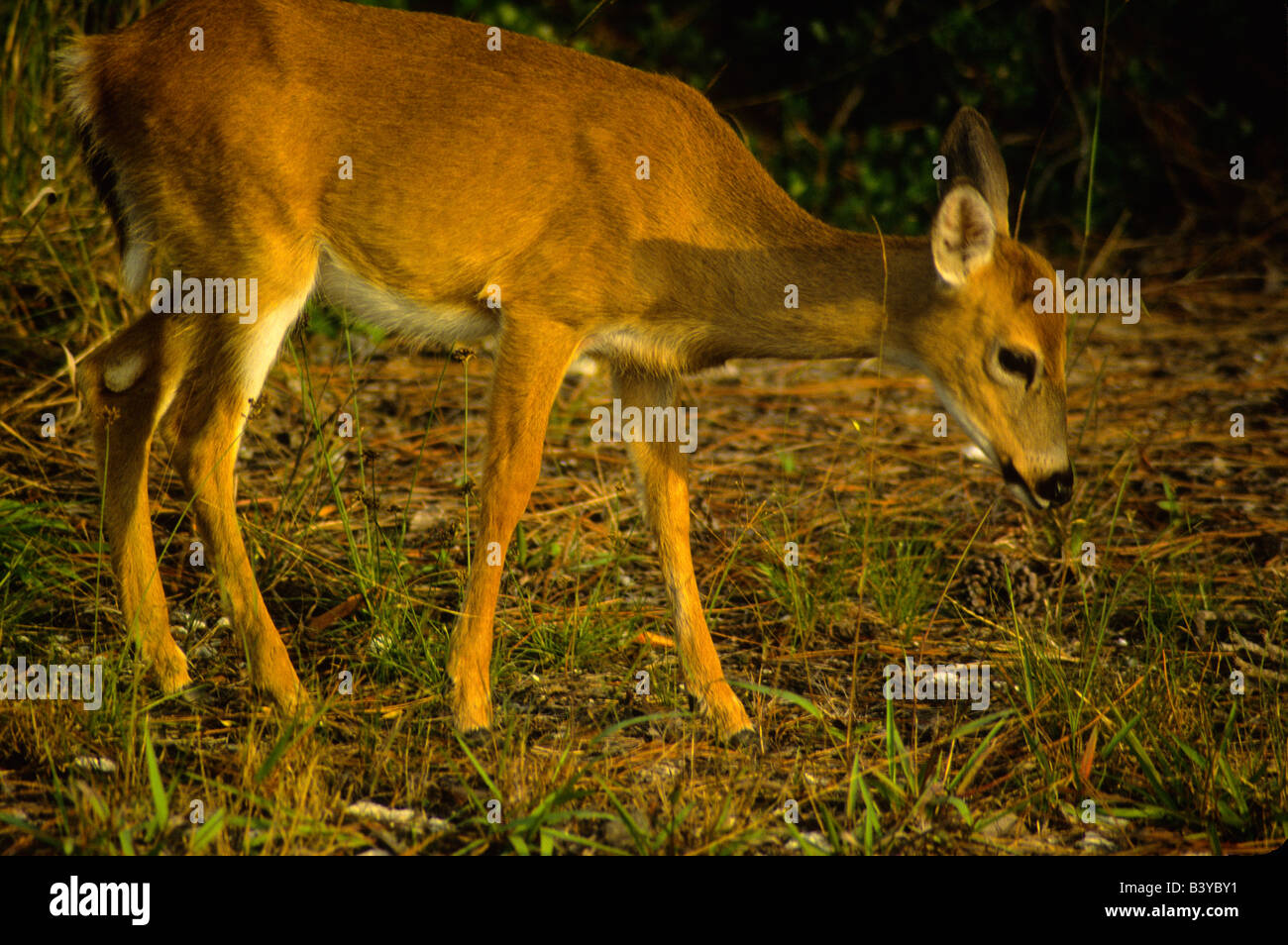 USA, Florida, National Key Deer Refuge Stock Photo - Alamy