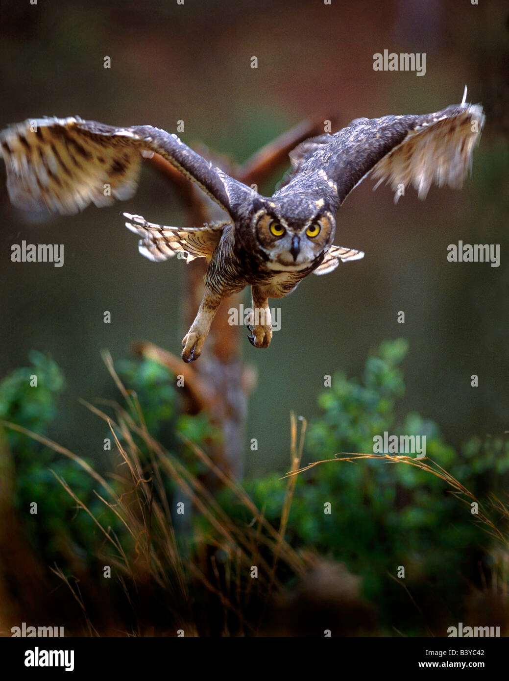 USA, Georgia, Pine Mountain, Callaway Gardens. Barred owl in flight at ...