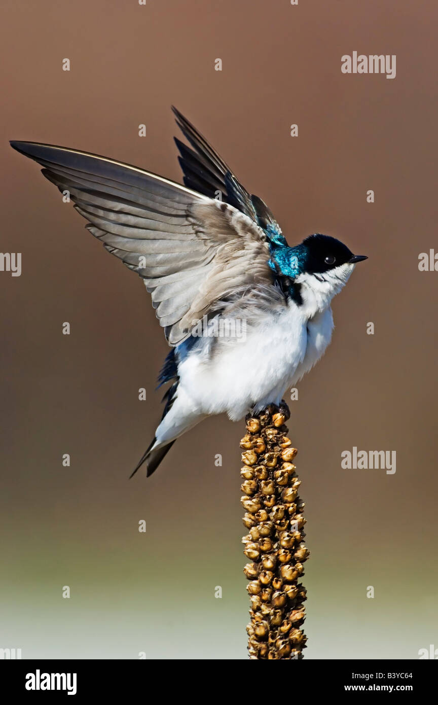 Tree swallow ready to fly Stock Photo - Alamy