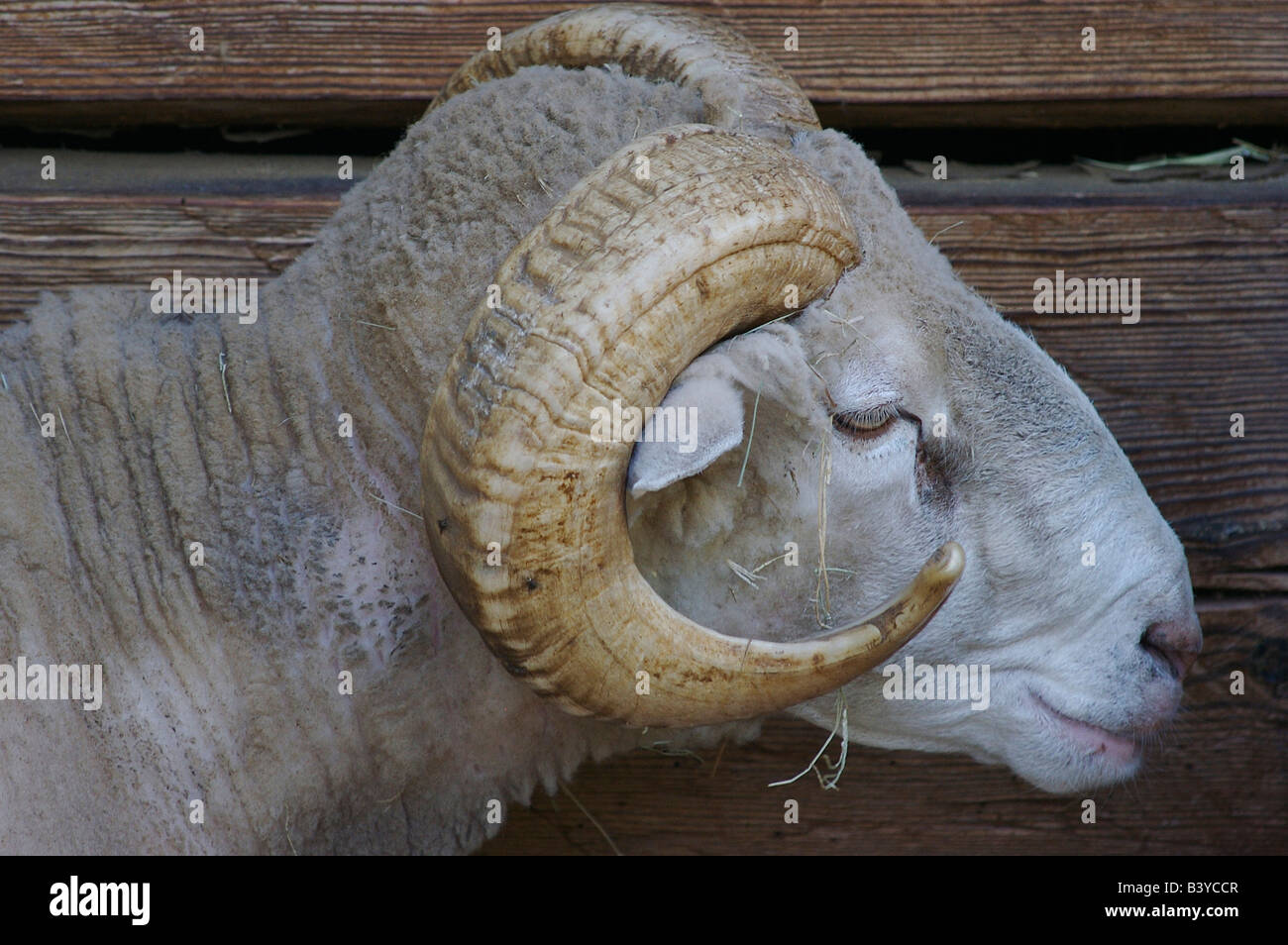 Tullie hi-res stock photography and images - Alamy