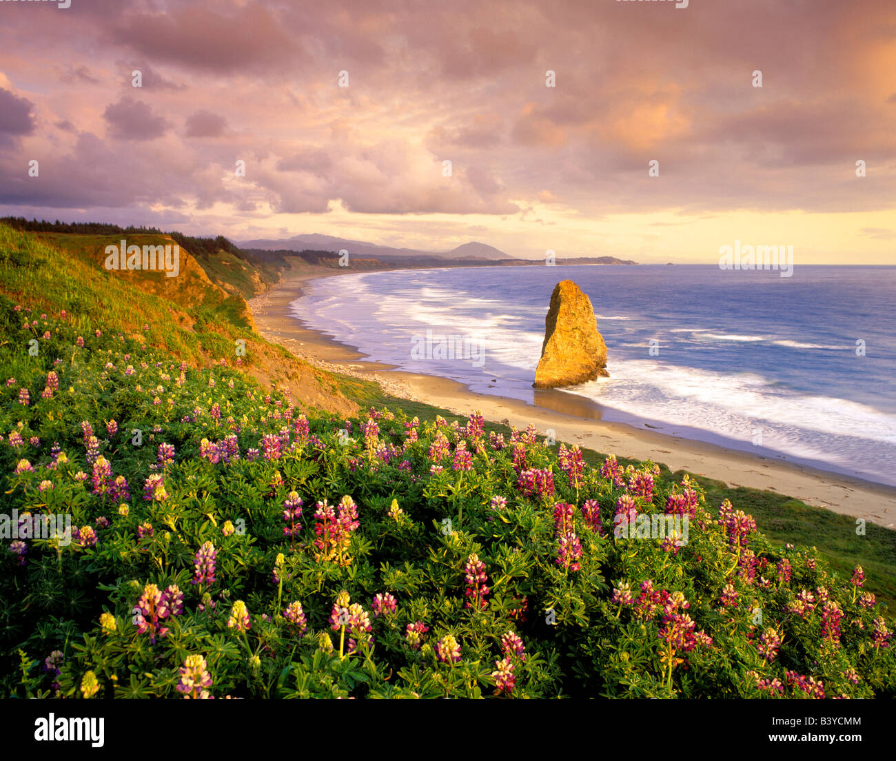 Lupines and coastline at cape blanco hi-res stock photography and ...