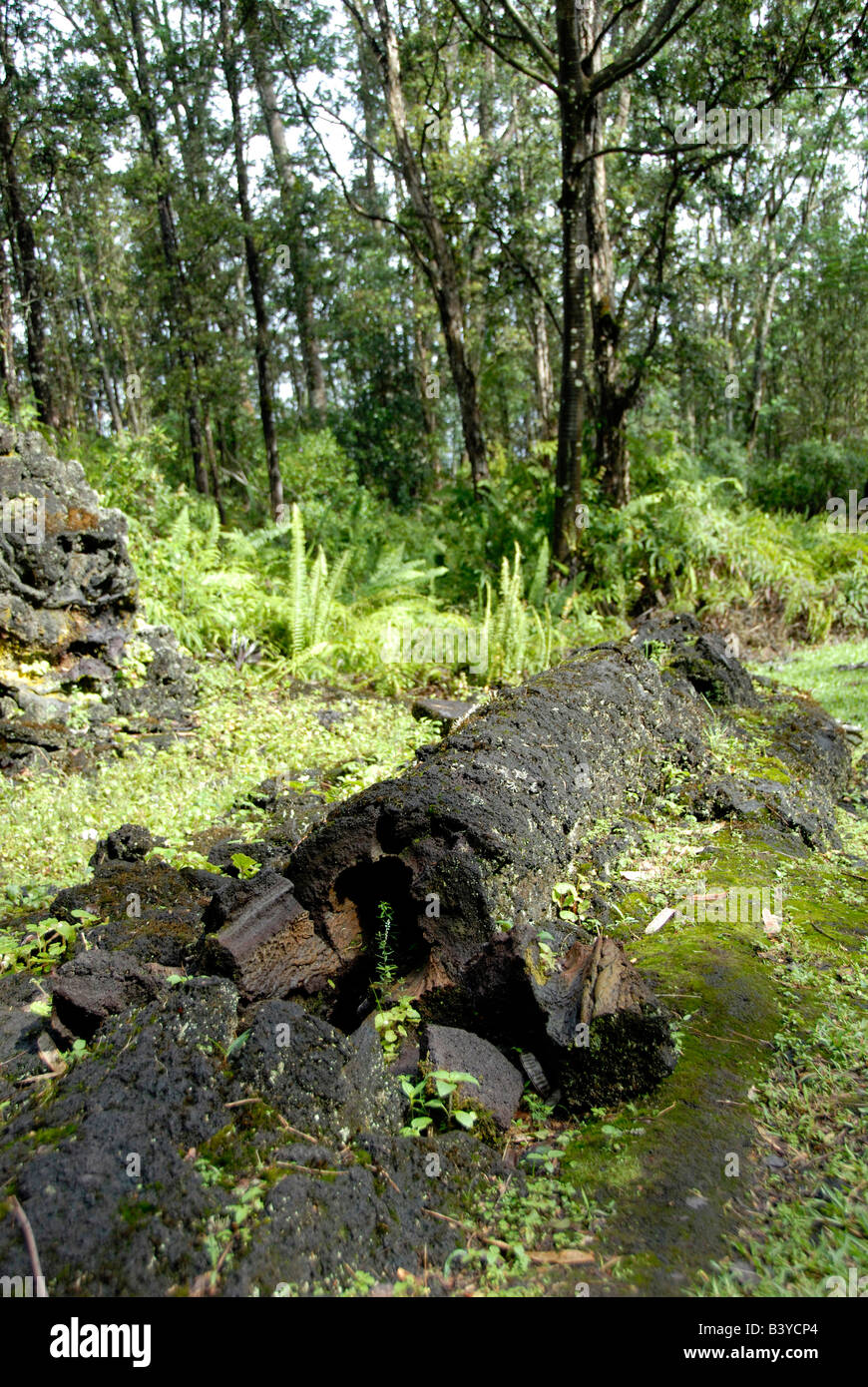 USA, Hawaii, The island of Hawaii, Hilo. Lava Tree State Park Stock ...