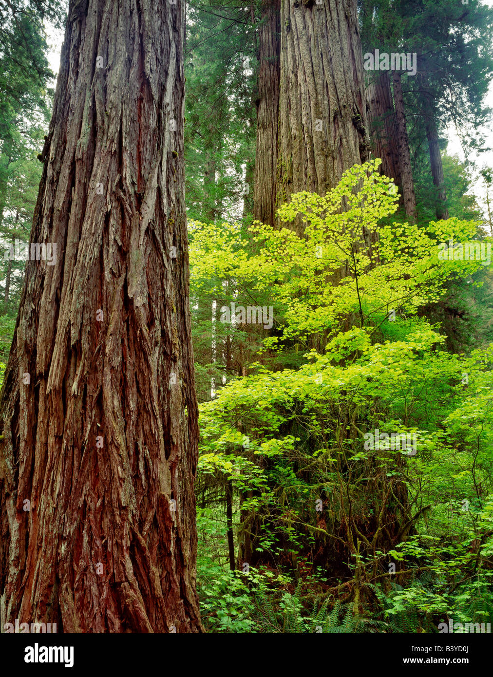 Rewood tree hi-res stock photography and images - Alamy