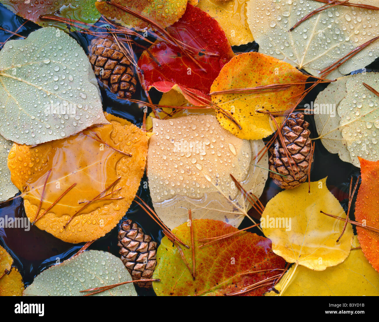 Pond with fall colored leaves of aspen with lodgepole pine cones and ...