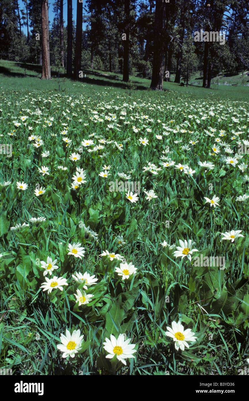 Wild daisies Ochoco National Forest Oregon Stock Photo - Alamy