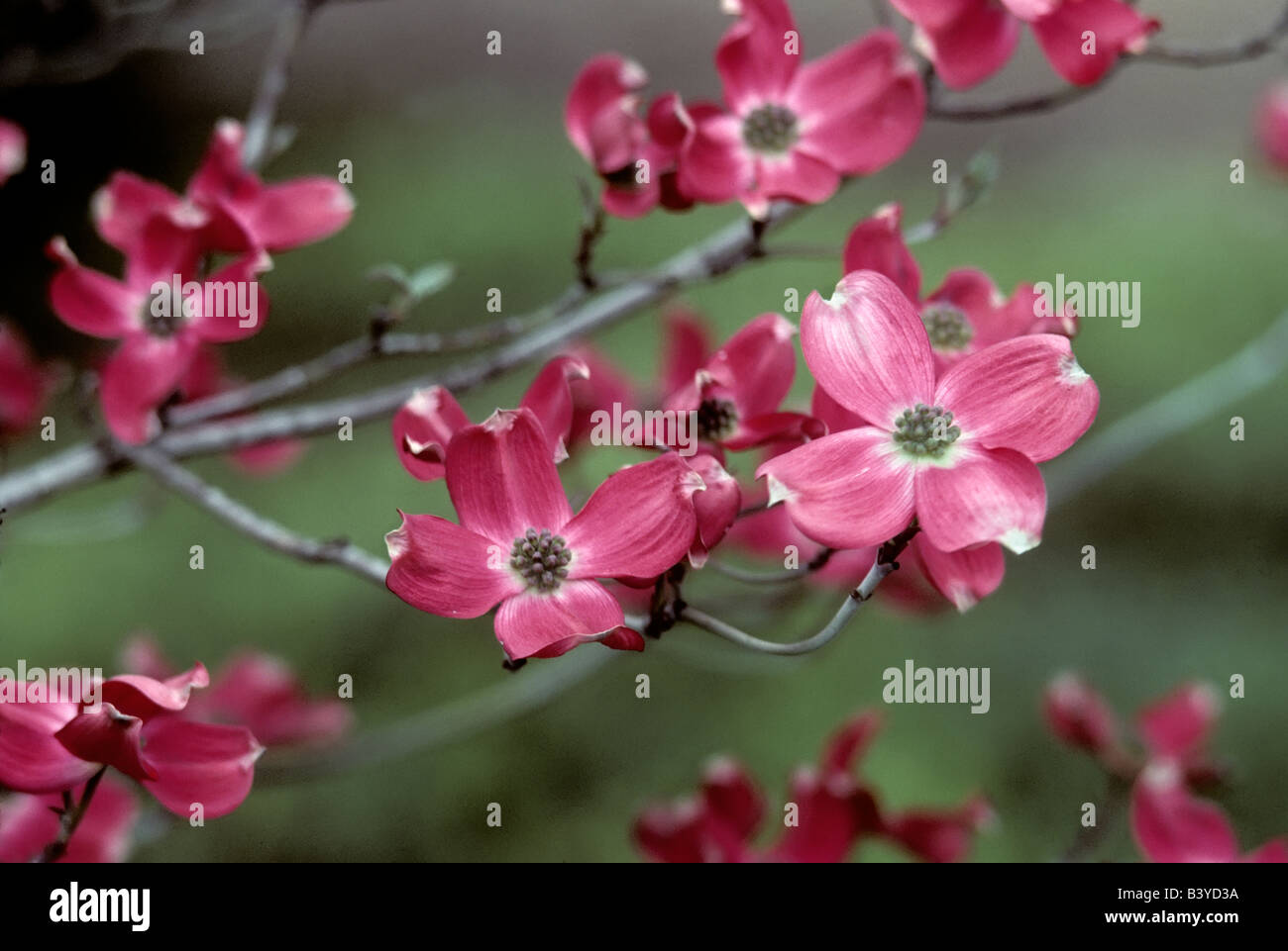 Horizontal dogwoods tree hi-res stock photography and images - Alamy