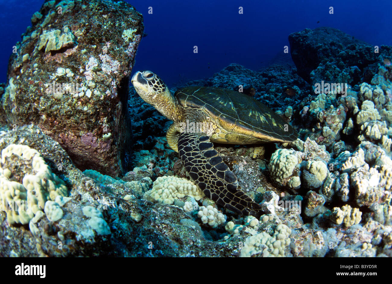 Green sea turtle, Hawaii Stock Photo - Alamy