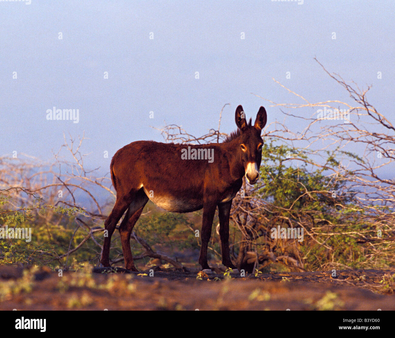 USA, Hawaii, Big Island, Wild Donkeys Stock Photo - Alamy
