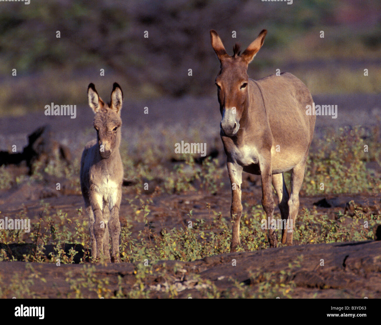 USA, Hawaii, Big Island, Wild Donkeys Stock Photo - Alamy