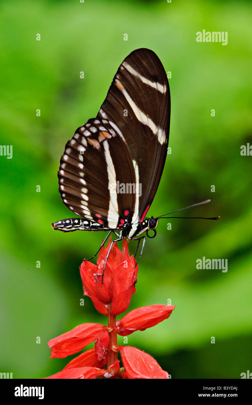 Postman Butterfly, Heliconius melpomene, White River Gardens State Park ...