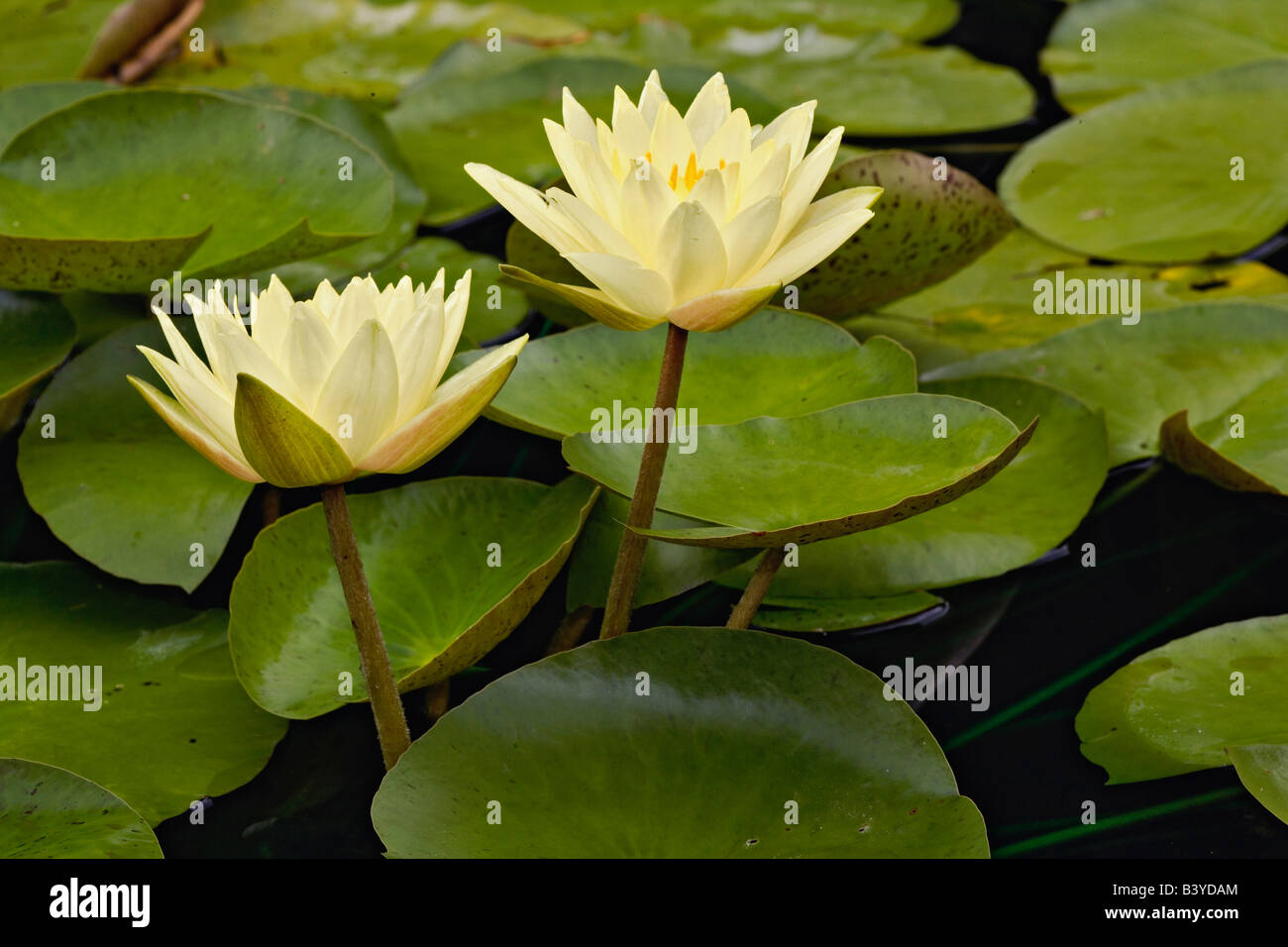 White river gardens indianapolis hi-res stock photography and images ...