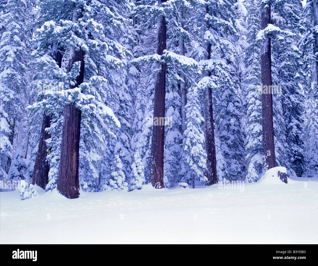 Snow covered trees with black trunks Willamette National Forest Oregon ...