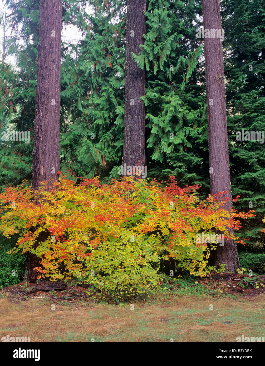 Fall color in Vine Maple and Cedar trees off Aufderheide National ...