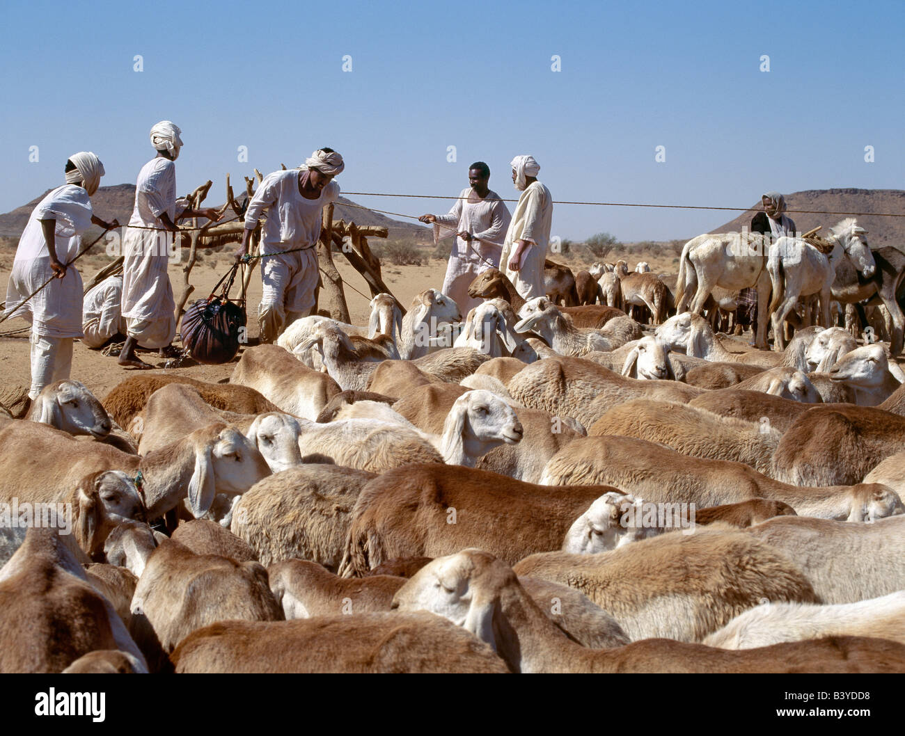 Sudan, Sahara Desert, Musawwarat. During the heat of the day, men water ...