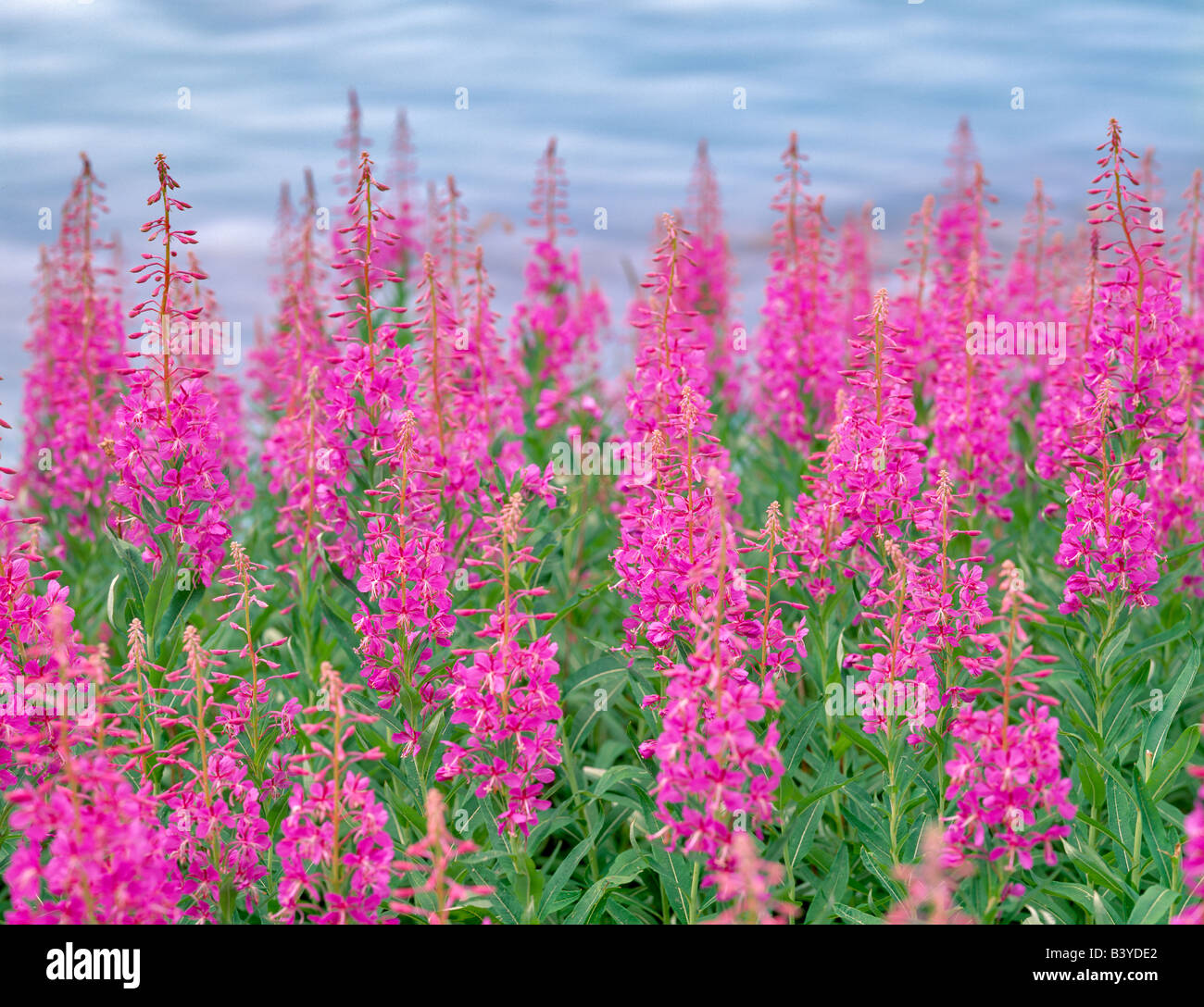 Fireweed Epilobium angustifolium Jasper National Park Canada Stock ...