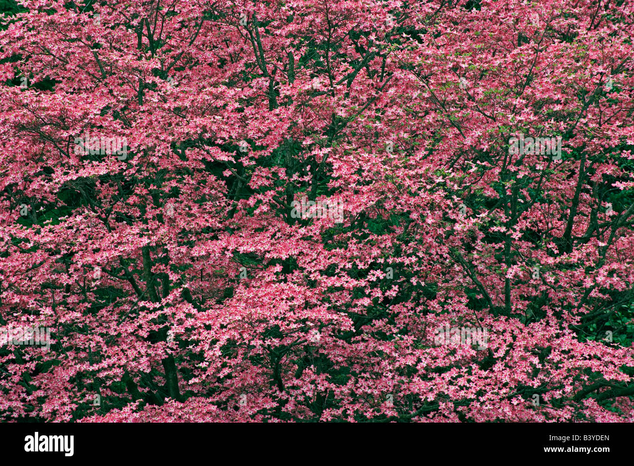 Huge hybrid pink dogwood tree in full bloom, Louisville, Kentucky Stock ...
