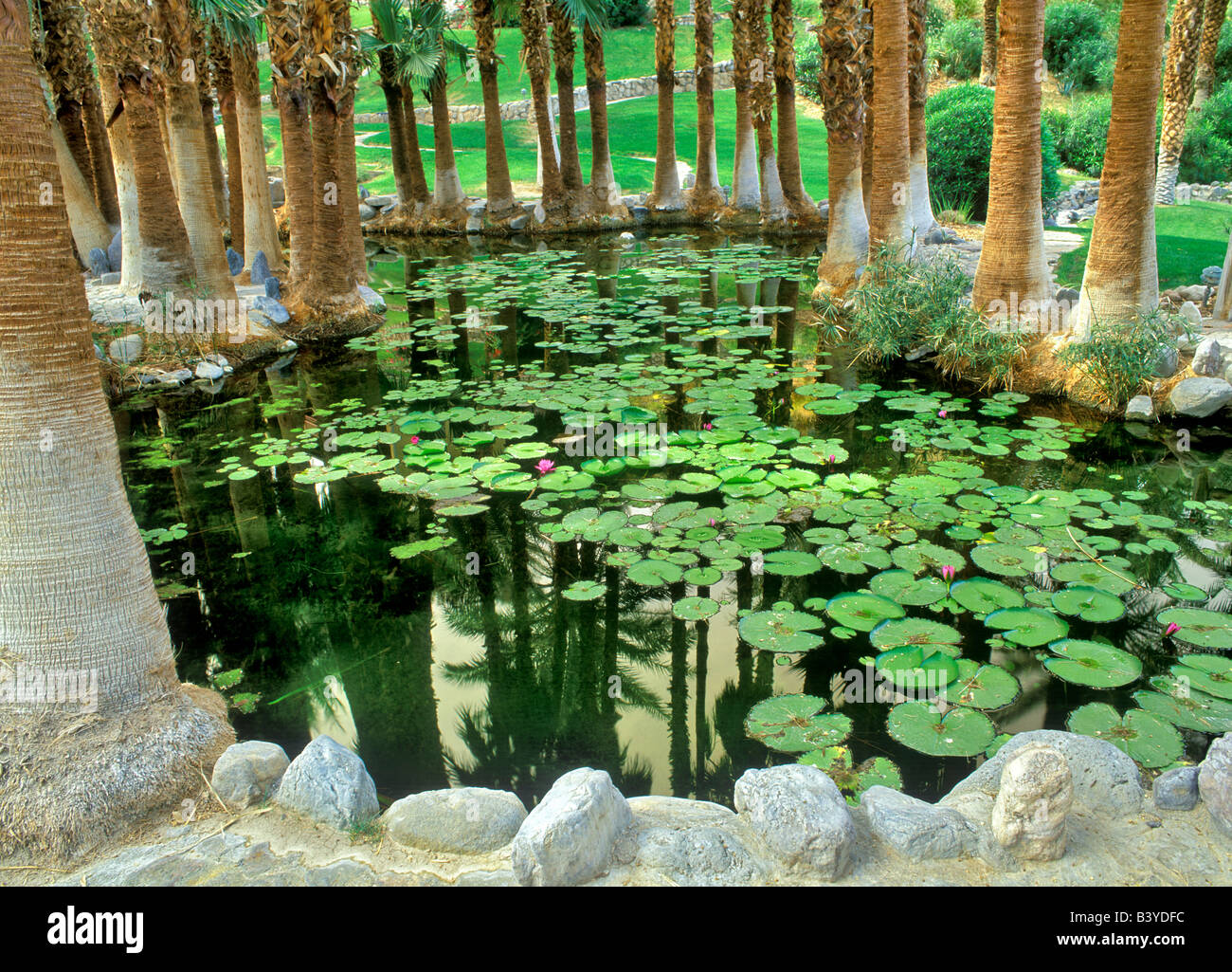 Lily pond in gardens of Furnace Creek Inn Death Valley National Par ...