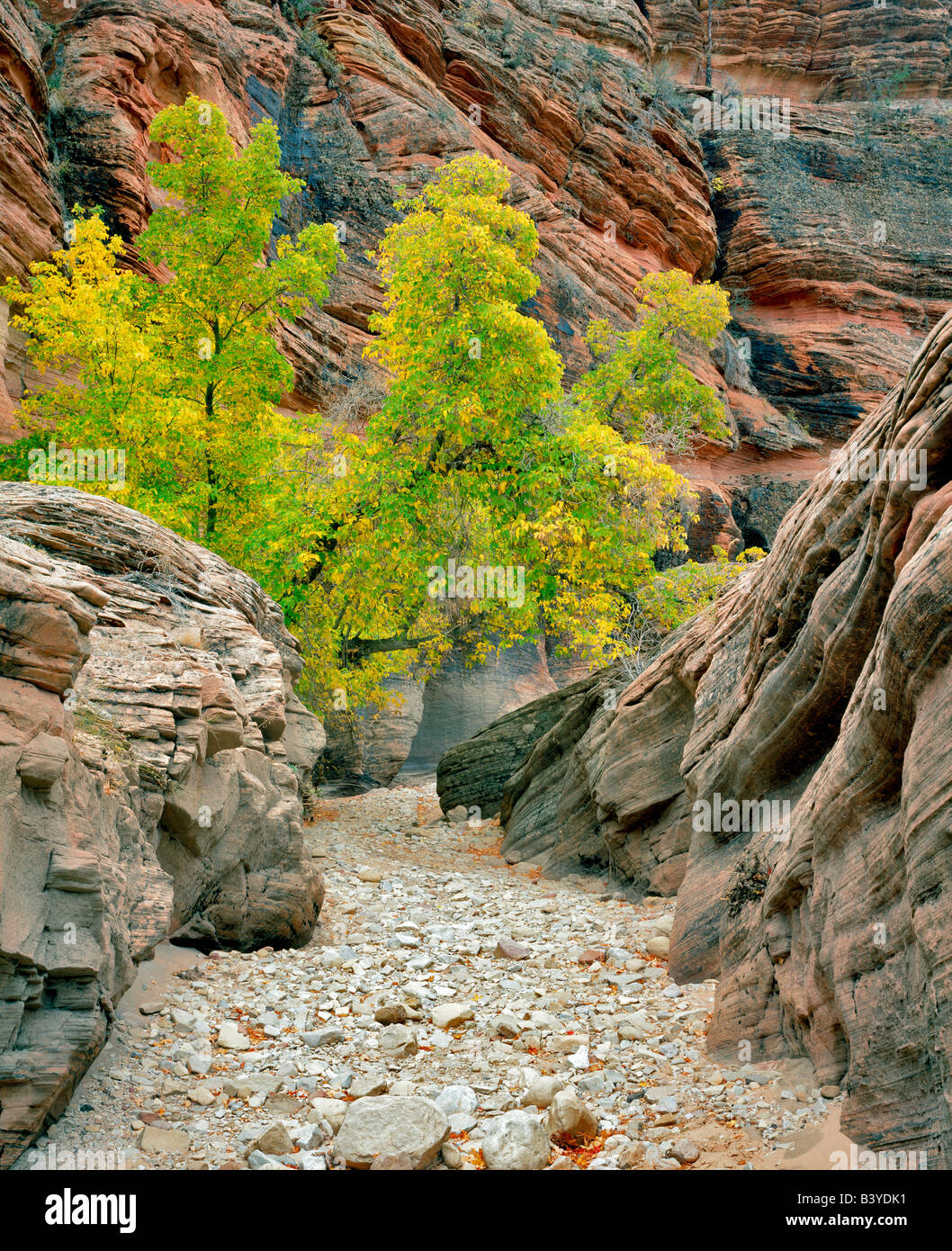 Box Elder Maple in fall color in small canyon in Zion National Park ...