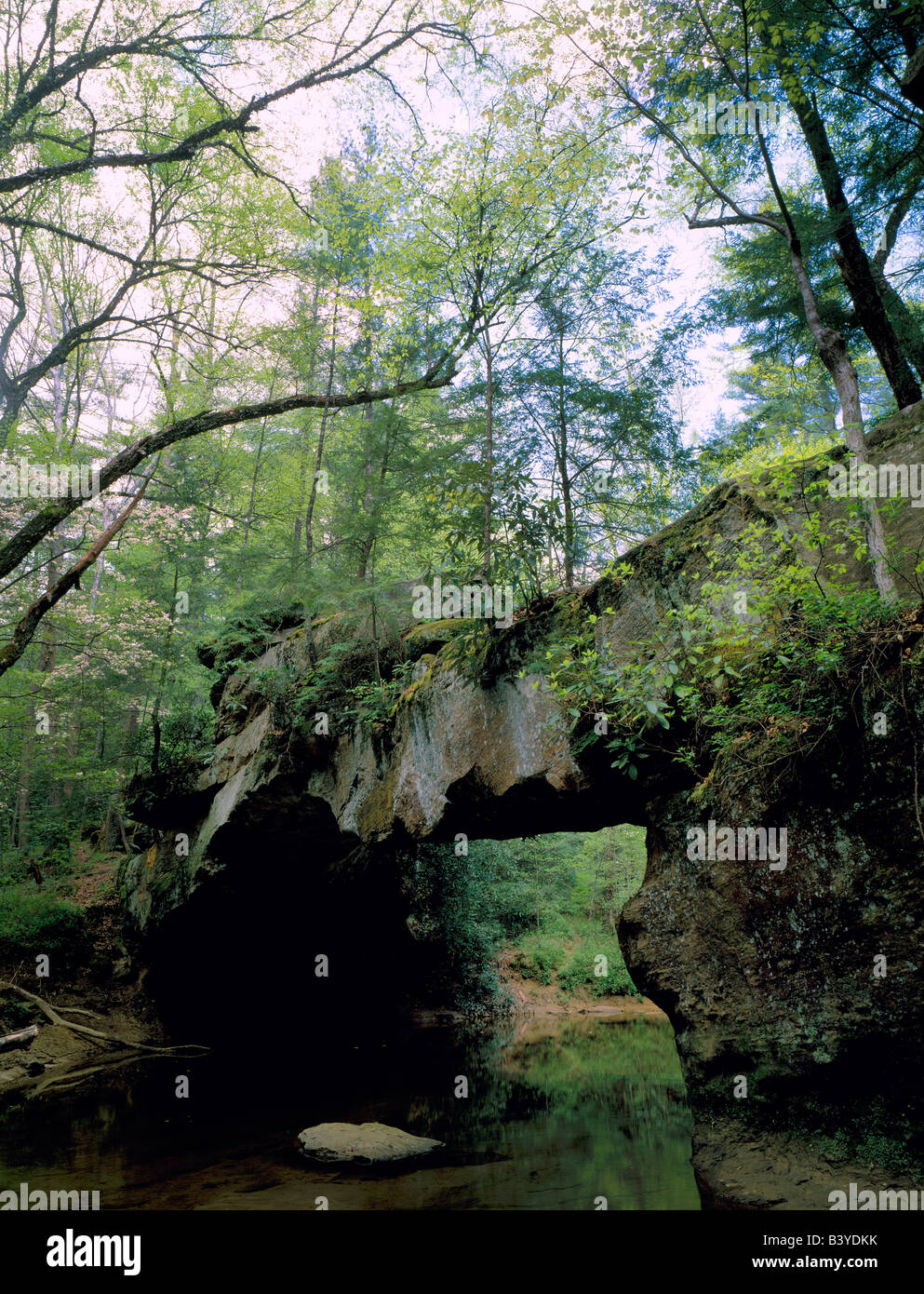 KENTUCKY. USA. Natural bridge called Rock Bridge over Swift Camp Creek ...