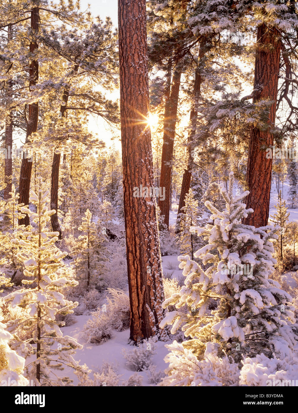 Ponderosa Pine Trees High Resolution Stock Photography and Images - Alamy
