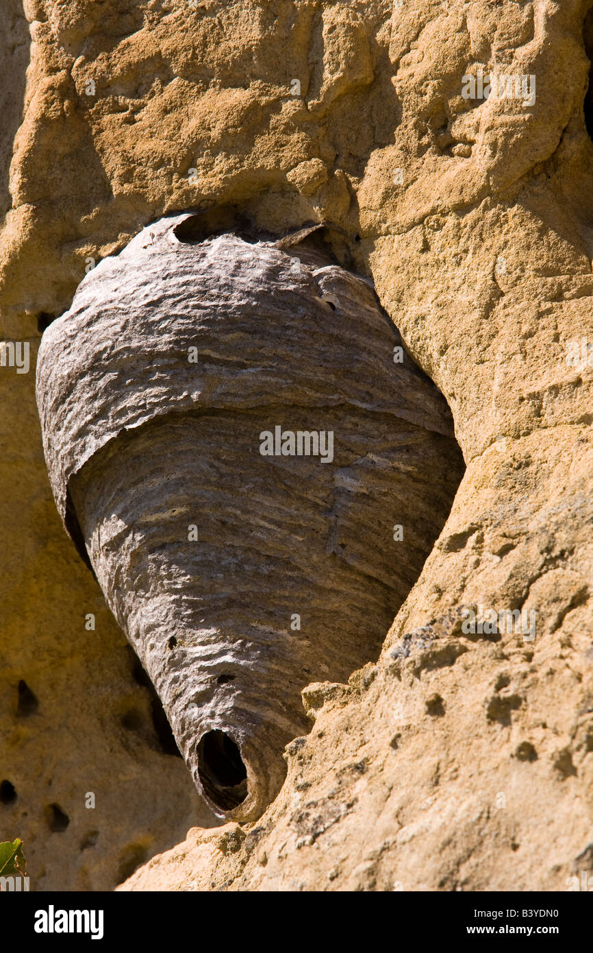 Bee nest cliff hi-res stock photography and images - Alamy