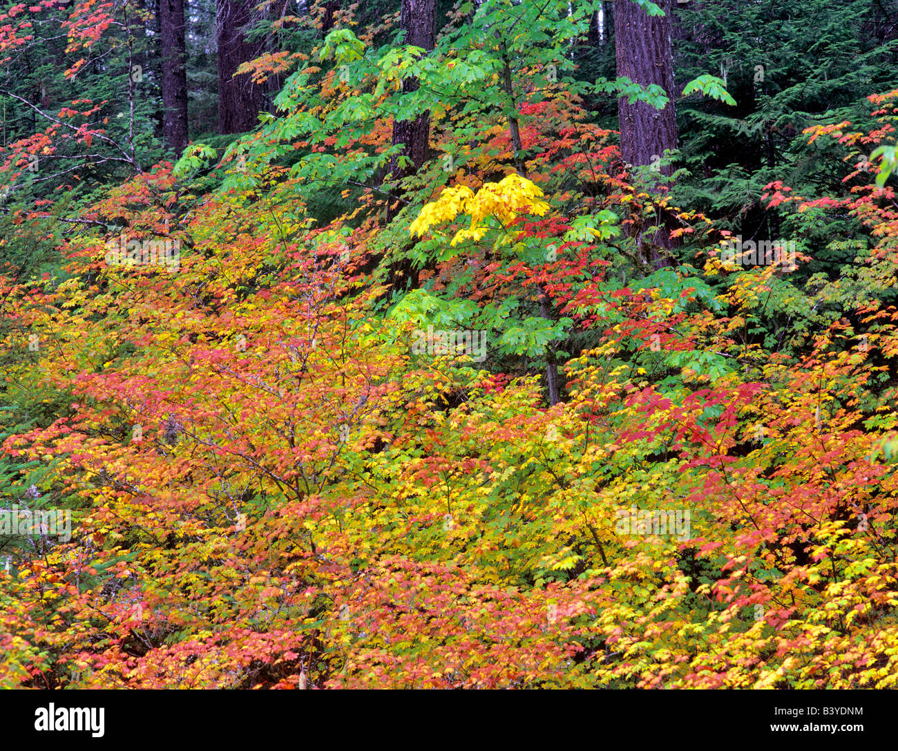 Big leaf maples red vine hi-res stock photography and images - Alamy