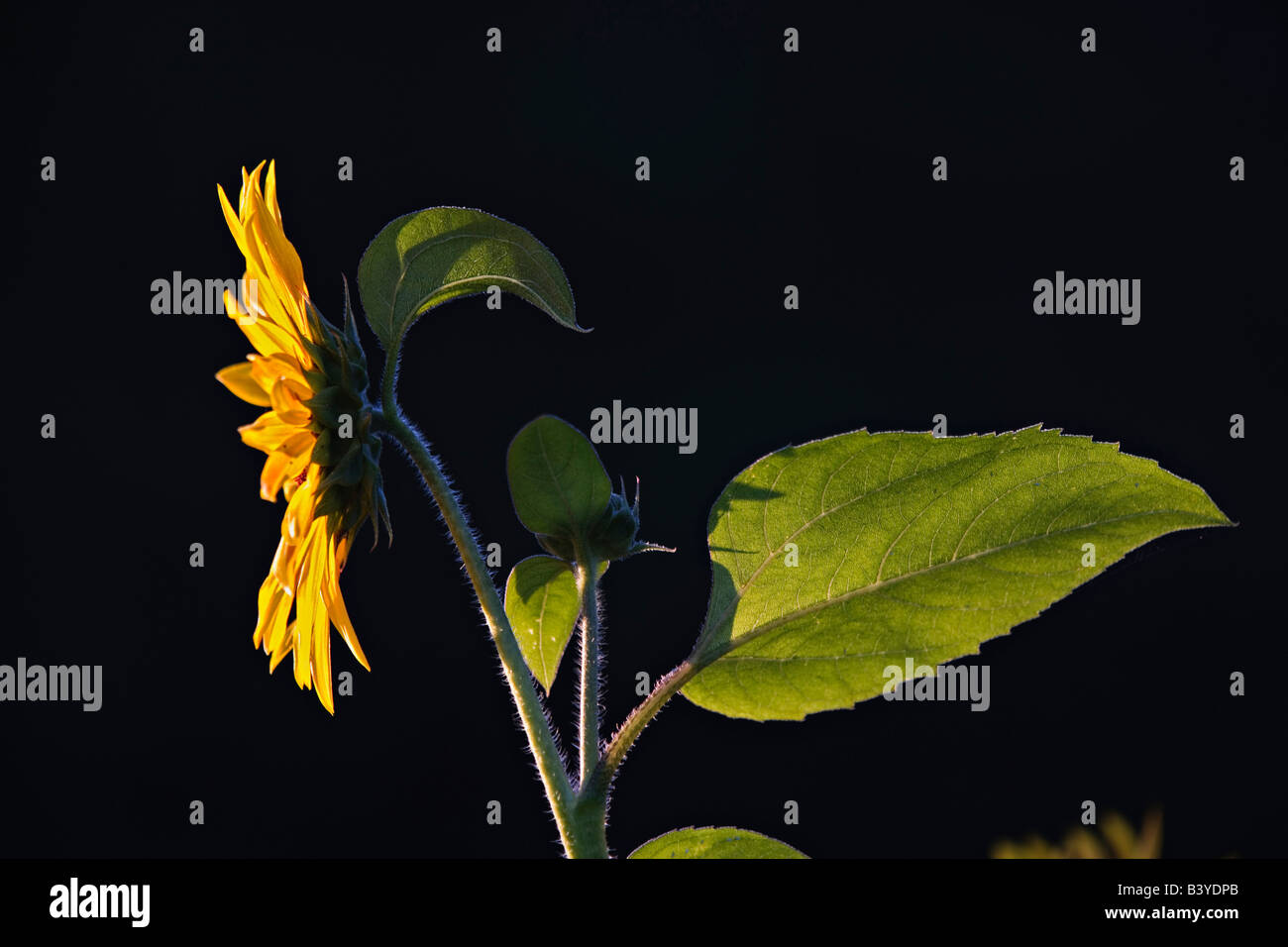 Single sunflower facing left, Maine Stock Photo - Alamy