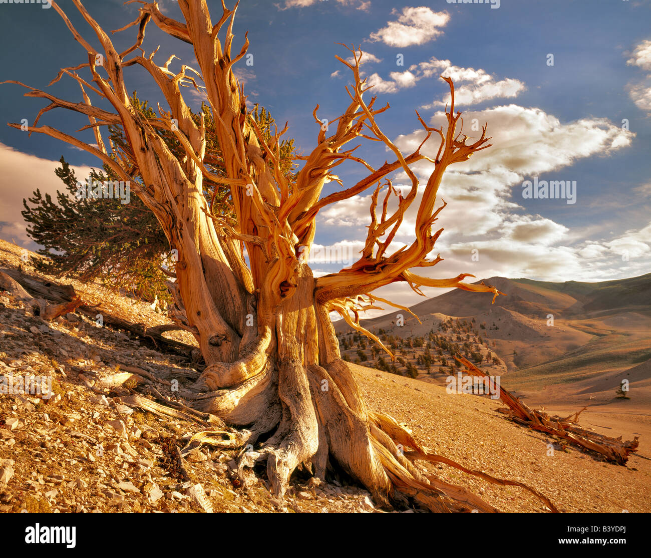 Widely branching Bristlecone Pine Ancient Bristlecone Pine Forest ...
